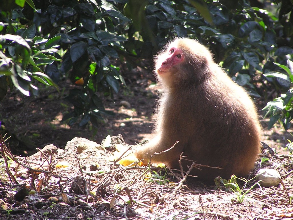 Japanese Monkey: Macaca fuscata fuscata – Life in Kochi