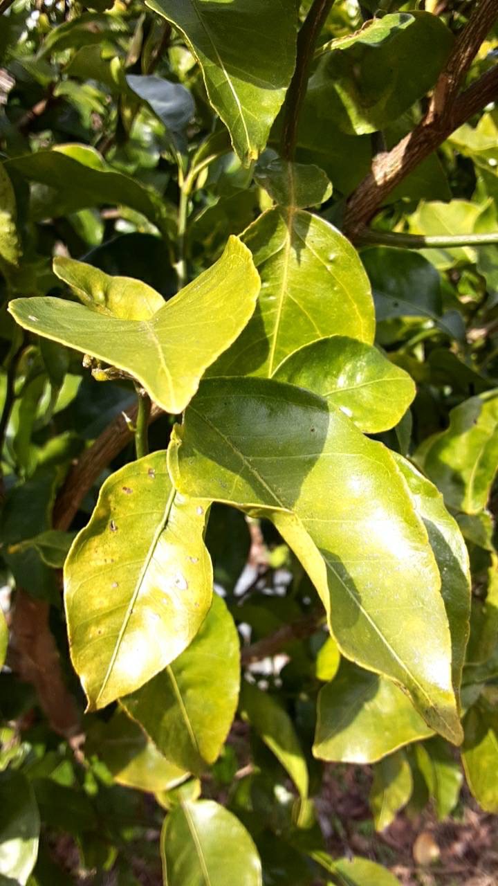 Naoshichi: Aromatic Citrus Harvest in Sukumo City, Kochi – Life in Kochi