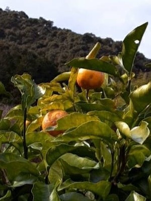Naoshichi: Aromatic Citrus Harvest in Sukumo City, Kochi – Life in Kochi